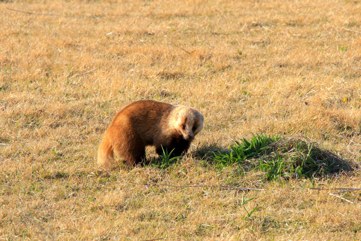 Animal – PHOTO ROAMER