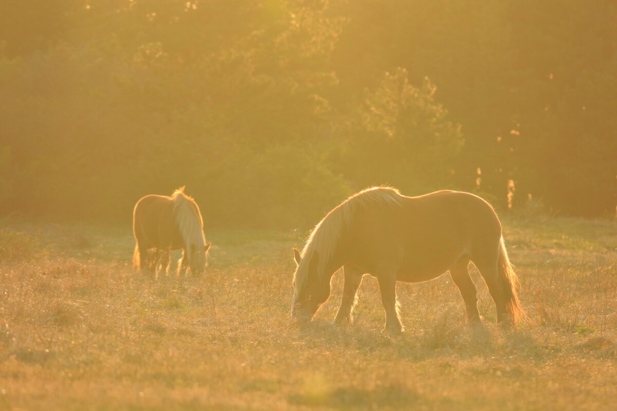 Animal – PHOTO ROAMER