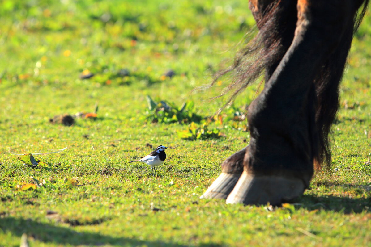 Animal – PHOTO ROAMER