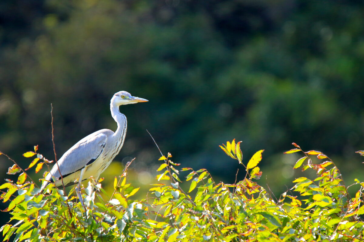 Animal – PHOTO ROAMER