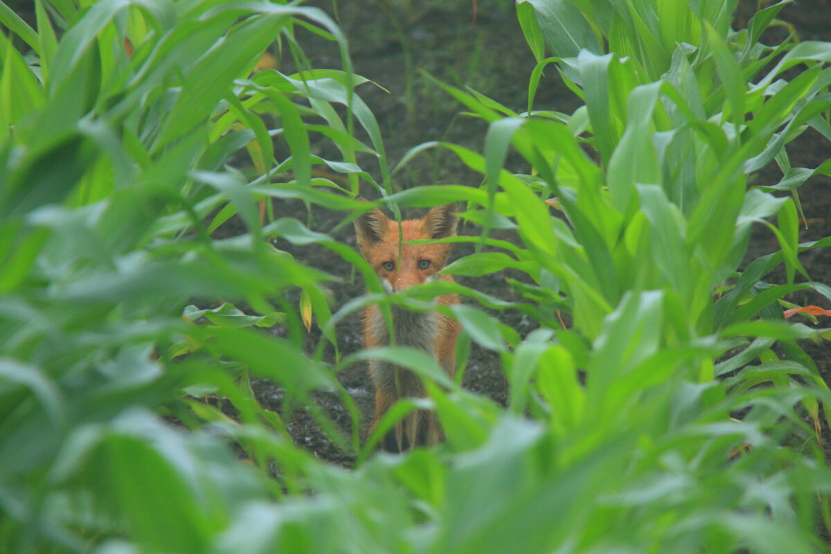 【Hokkaido】Animal – PHOTO ROAMER