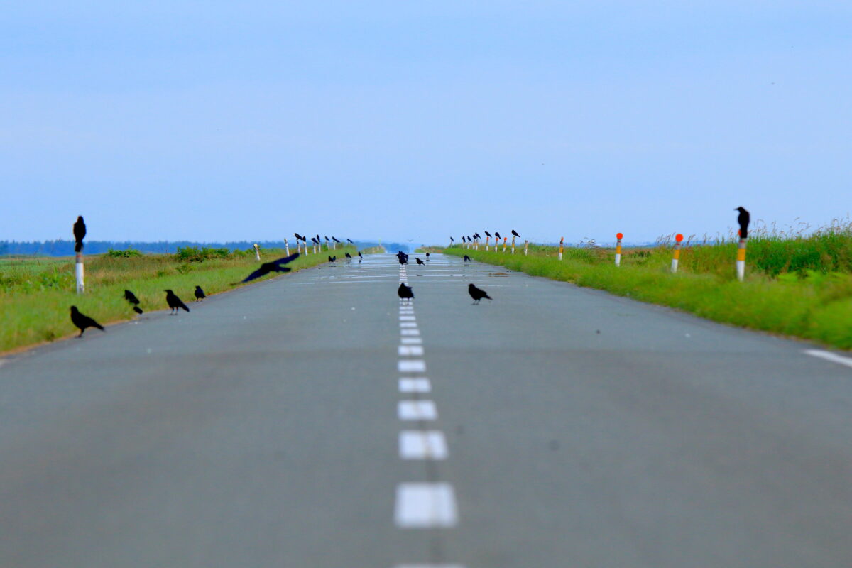 【Hokkaido】Animal – PHOTO ROAMER