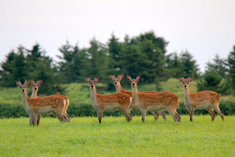 【Hokkaido】Animal – PHOTO ROAMER