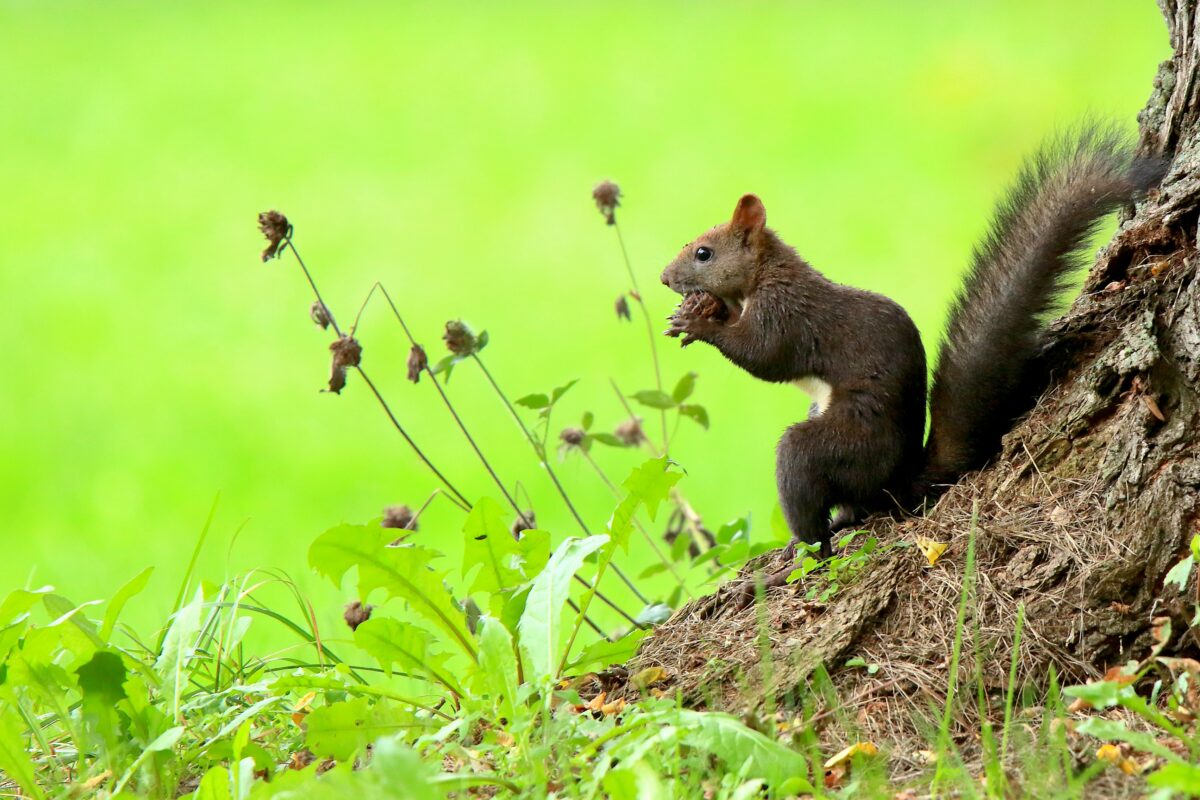 【Hokkaido】Animal – PHOTO ROAMER