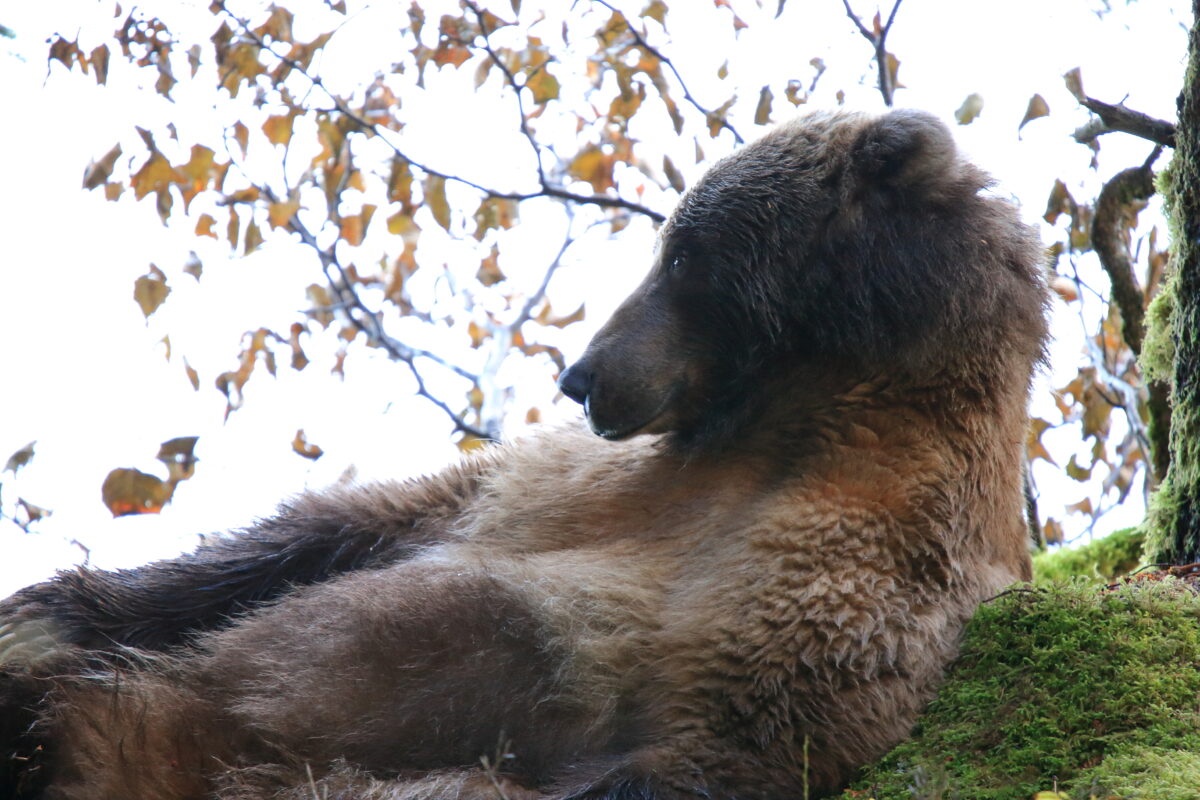 Animal – PHOTO ROAMER