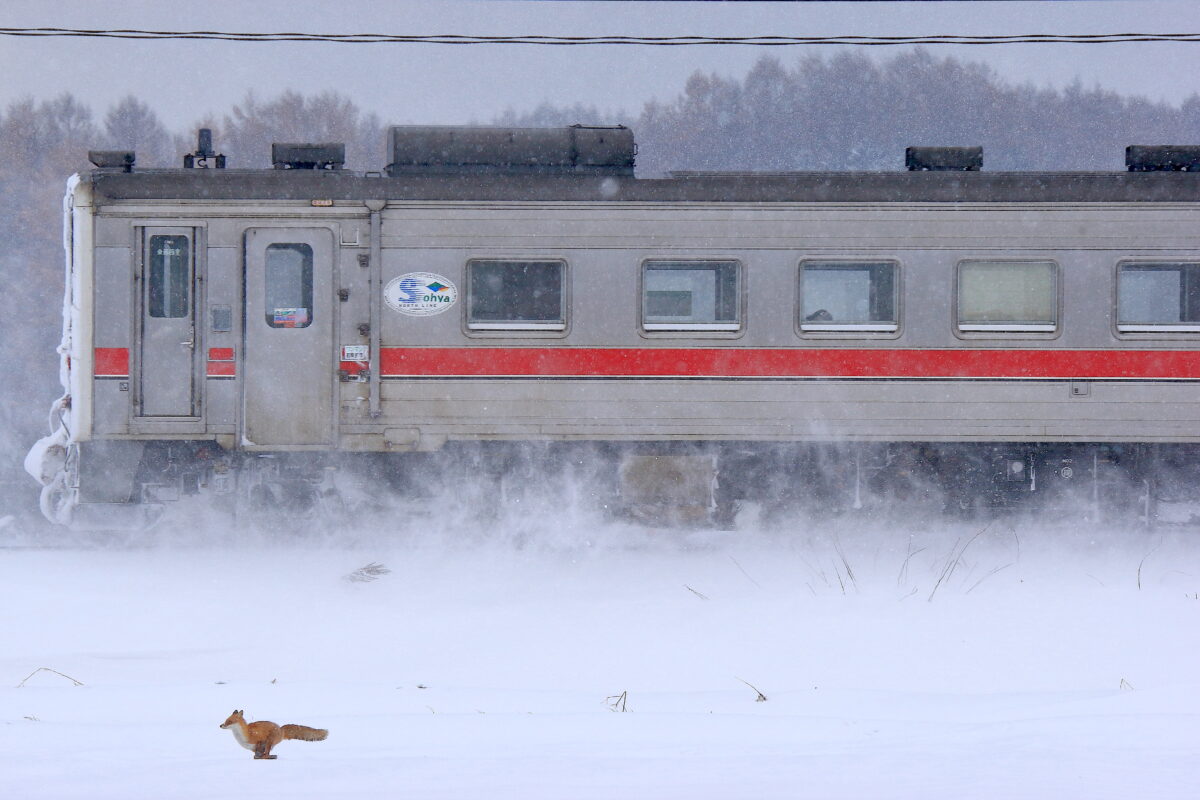 【Hokkaido】Animal – PHOTO ROAMER