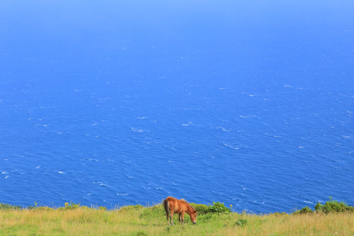 【Hokkaido】Animal – PHOTO ROAMER
