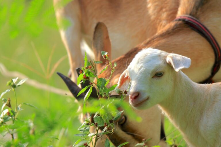 Animal – PHOTO ROAMER