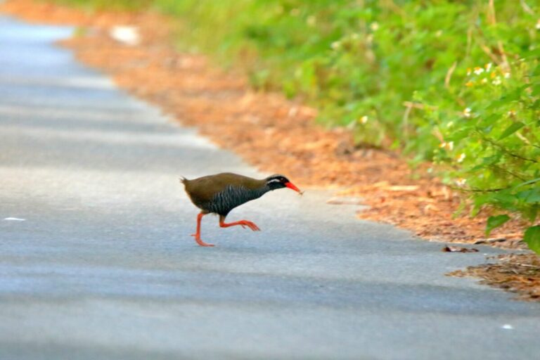 Animal – PHOTO ROAMER
