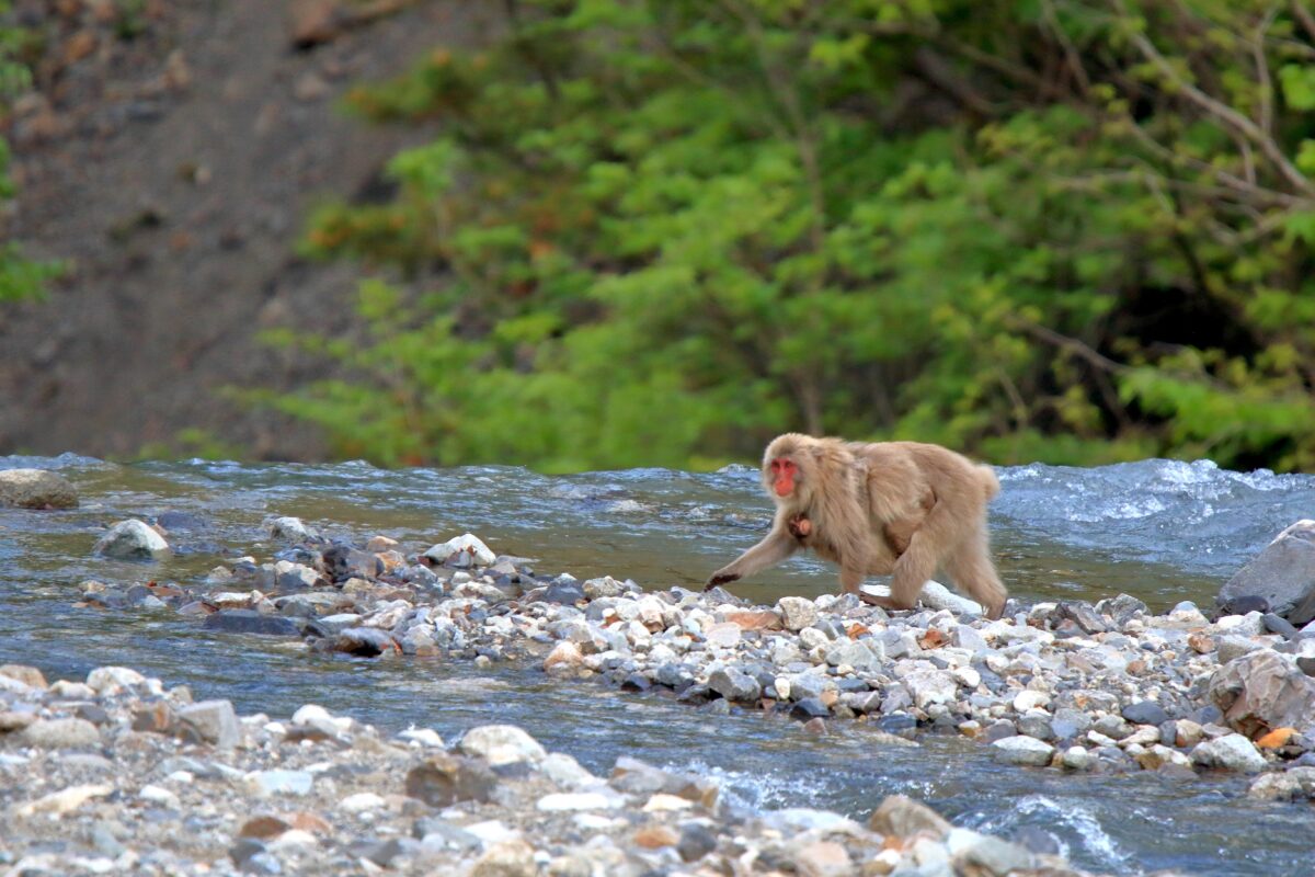 Animal – PHOTO ROAMER