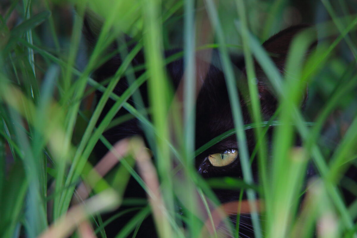 Animal – PHOTO ROAMER