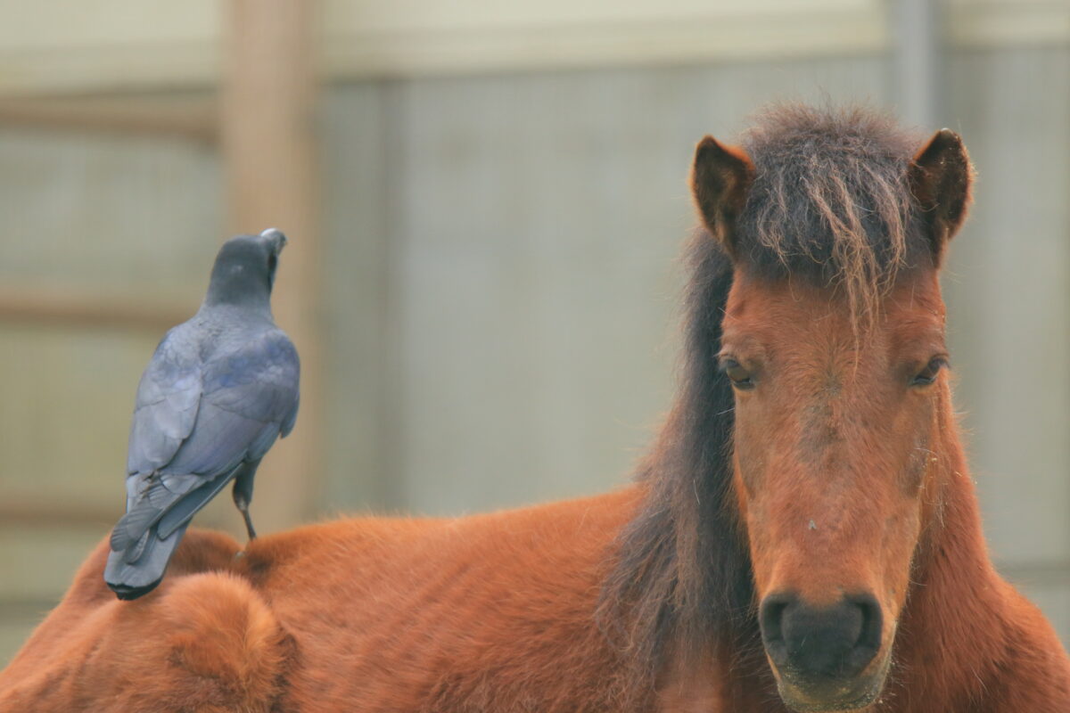 Animal – PHOTO ROAMER