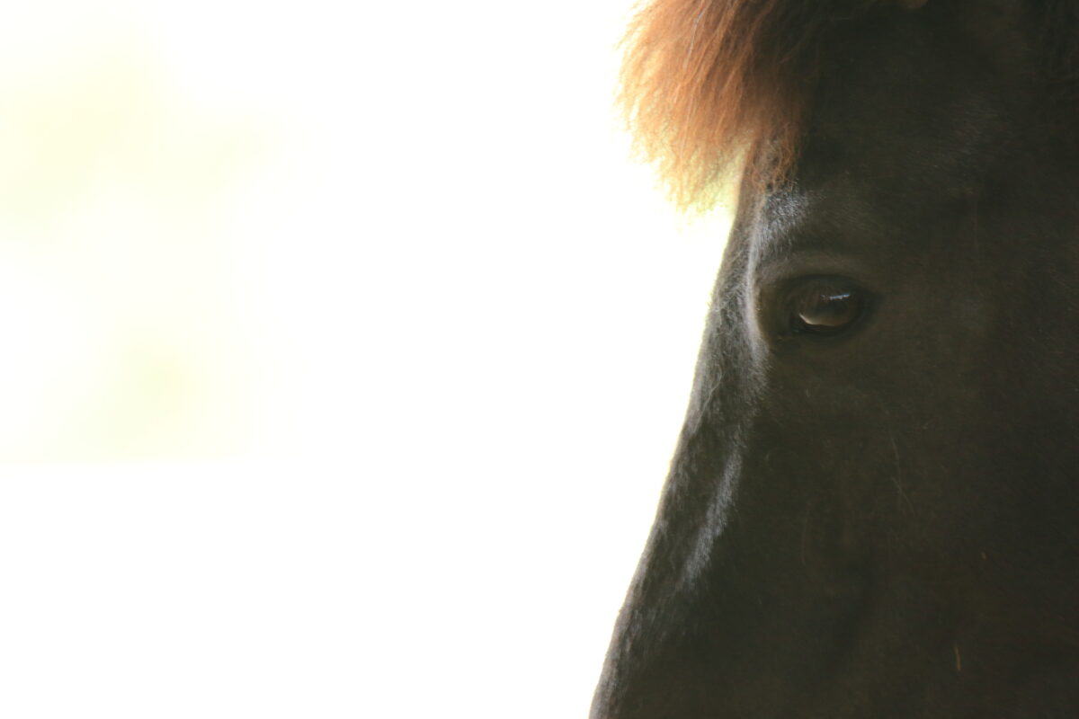Animal – PHOTO ROAMER