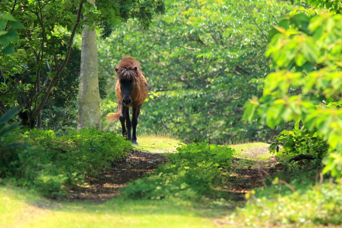 Animal – PHOTO ROAMER